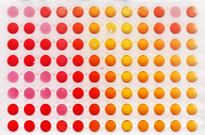 Custom Development - Kapelan Bio-Imaging