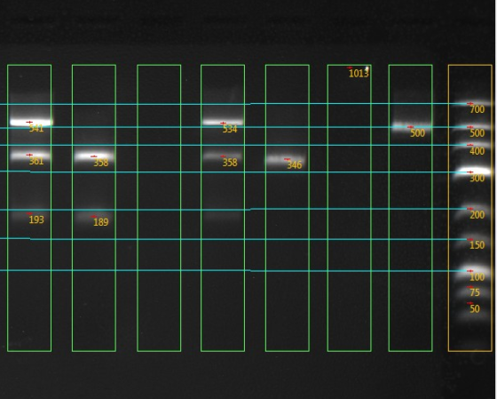 LabImage 1D Features - Kapelan Bio-Imaging